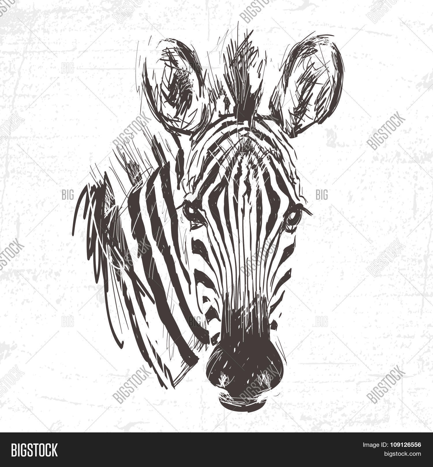 Head Zebra Technique Vector & Photo (Free Trial) | Bigstock