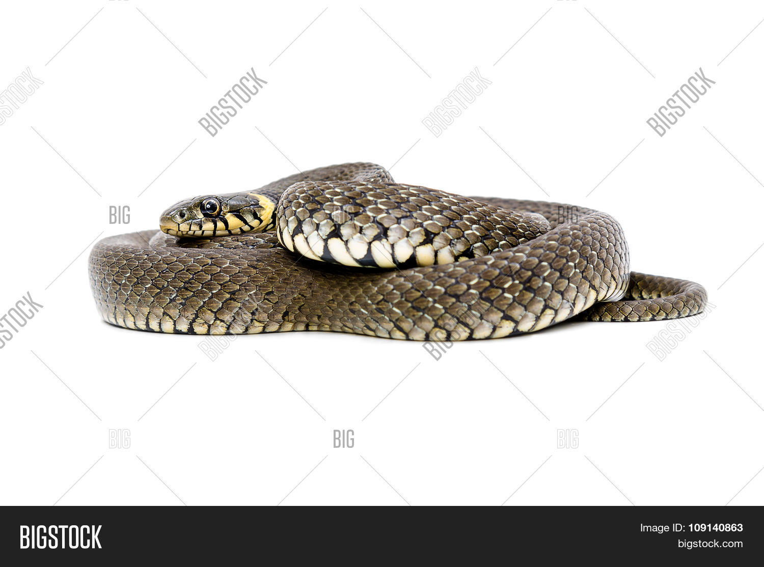 Snake Image & Photo (Free Trial) | Bigstock