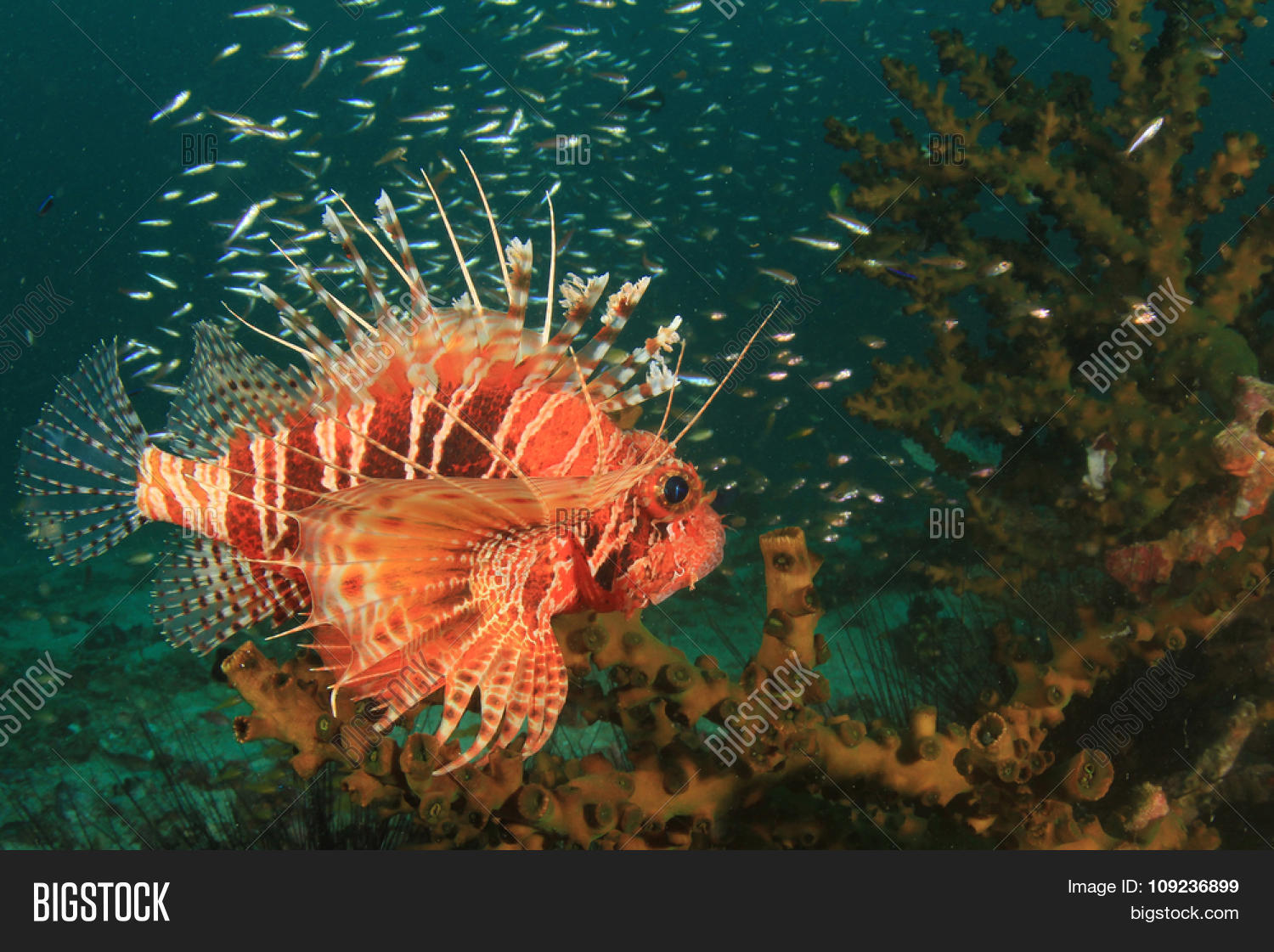 Dwarf Lionfish Image & Photo (Free Trial) | Bigstock