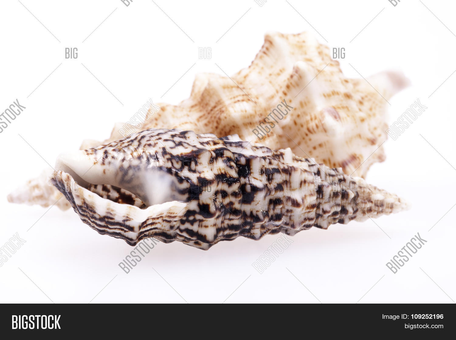 Seashells Auger Shells Image & Photo (Free Trial) | Bigstock