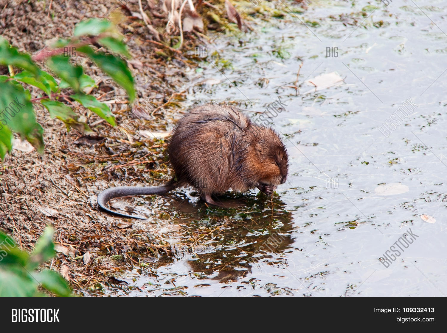 Wild Muskrat Image & Photo (Free Trial) | Bigstock