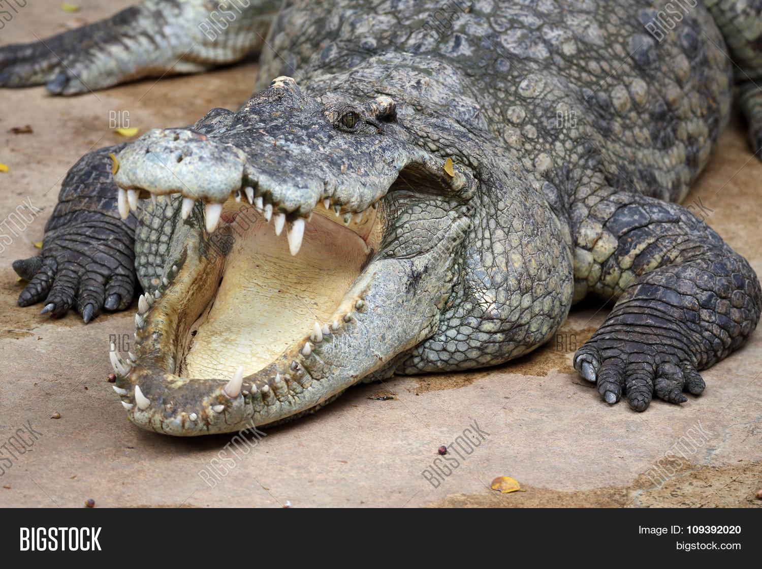 Crocodile Image & Photo (Free Trial) | Bigstock