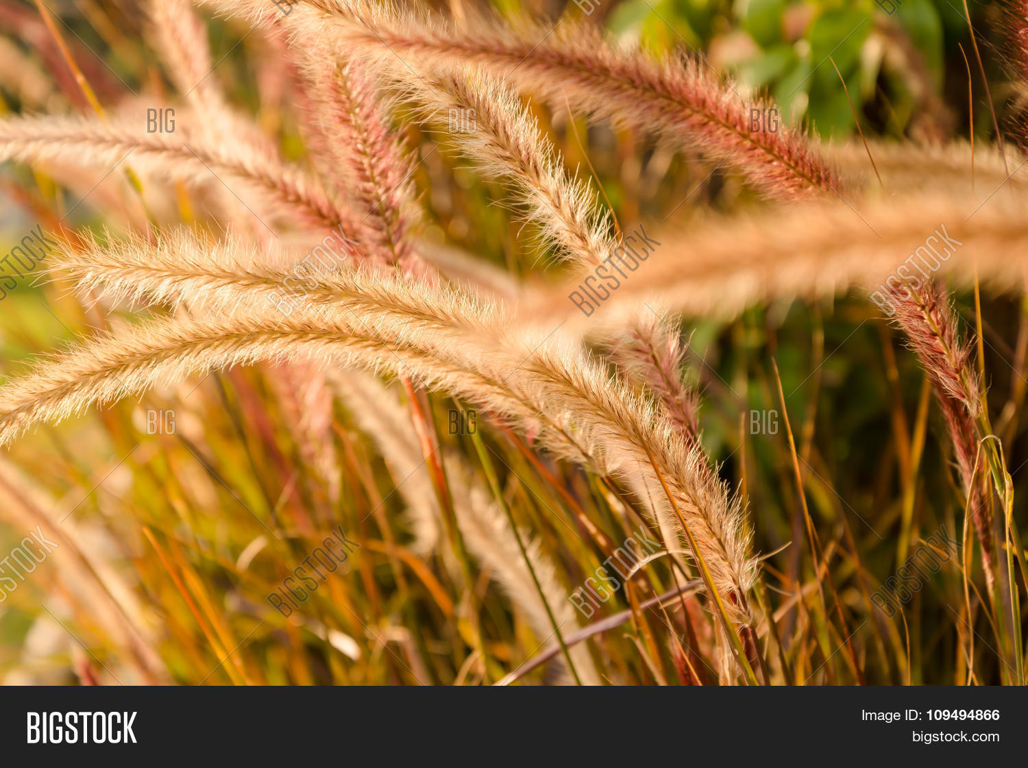 Soft Shot Setaria Image & Photo (Free Trial) | Bigstock