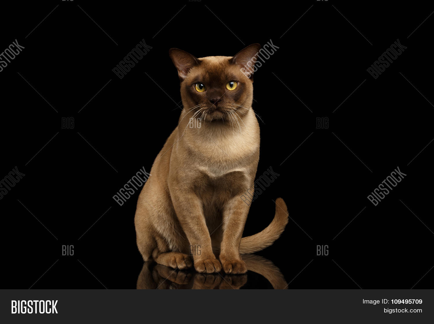 Burma Cat Sits Looking Image & Photo (Free Trial) | Bigstock