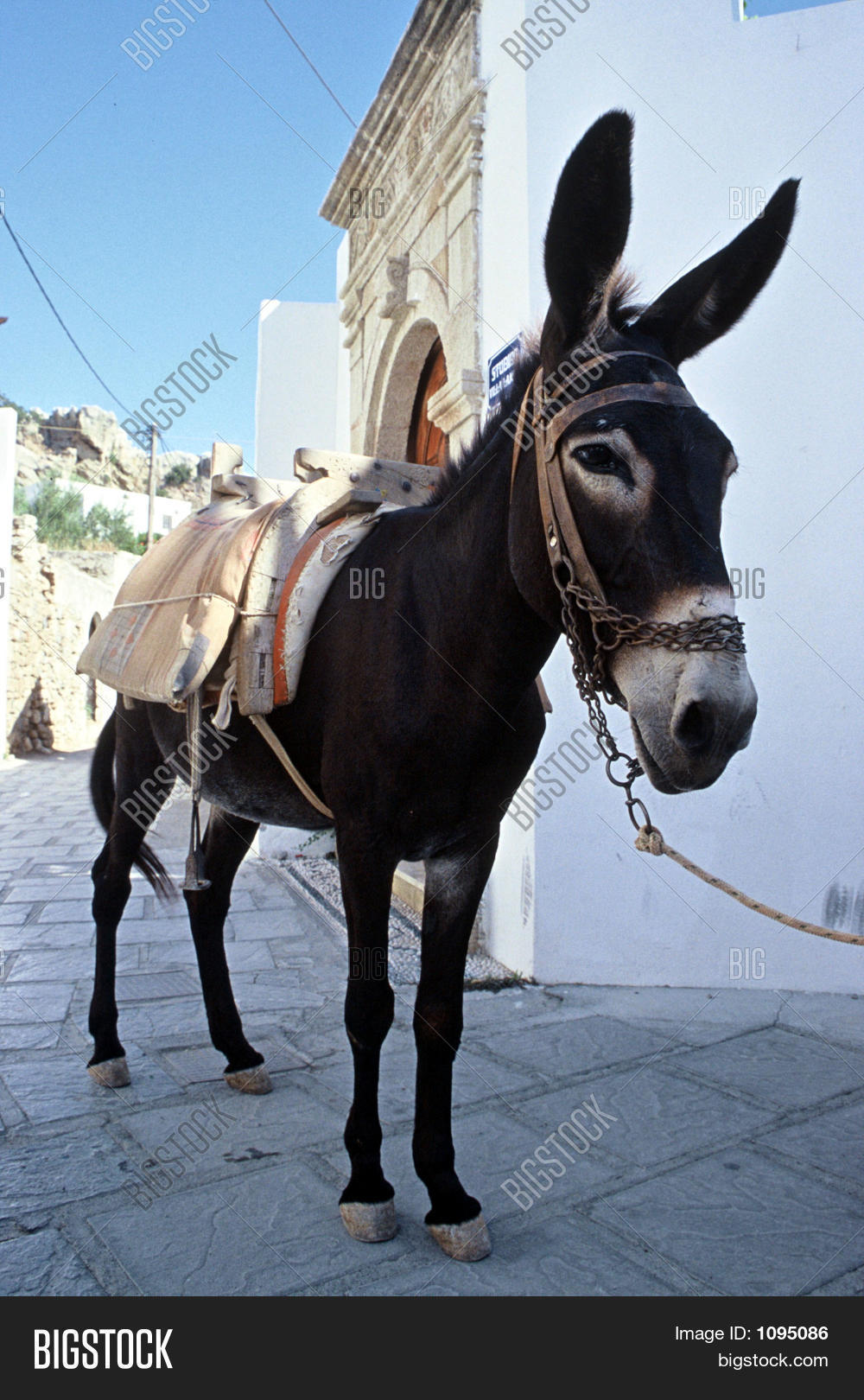 Donkey On Streets Image & Photo (Free Trial) | Bigstock