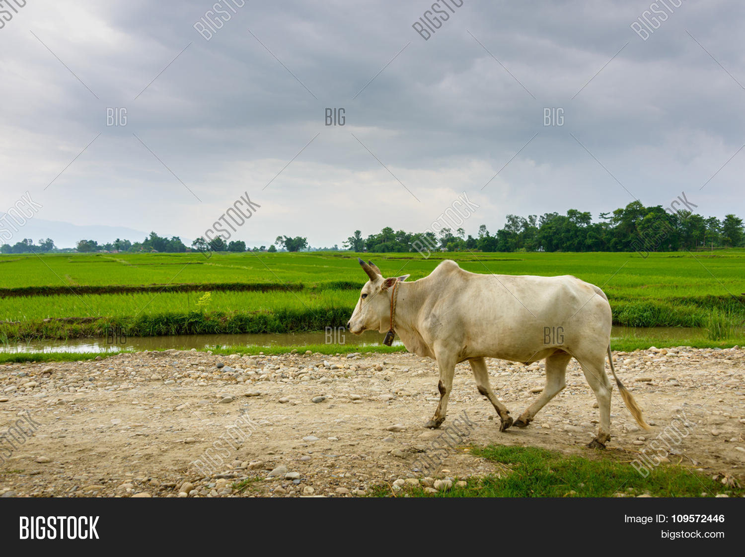Cow Walking On Trail, Image & Photo (Free Trial) | Bigstock