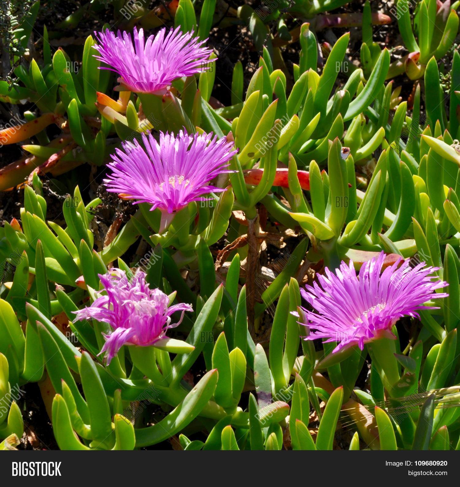 Pigface Succulent Dune Image & Photo (Free Trial) | Bigstock