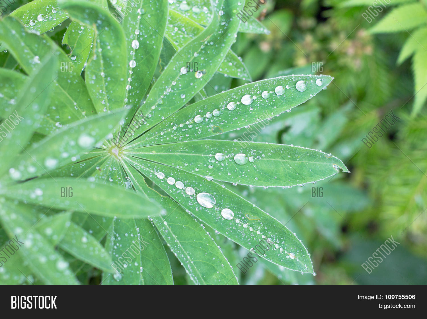 Closeup Lupine Leafs Image & Photo (Free Trial) | Bigstock