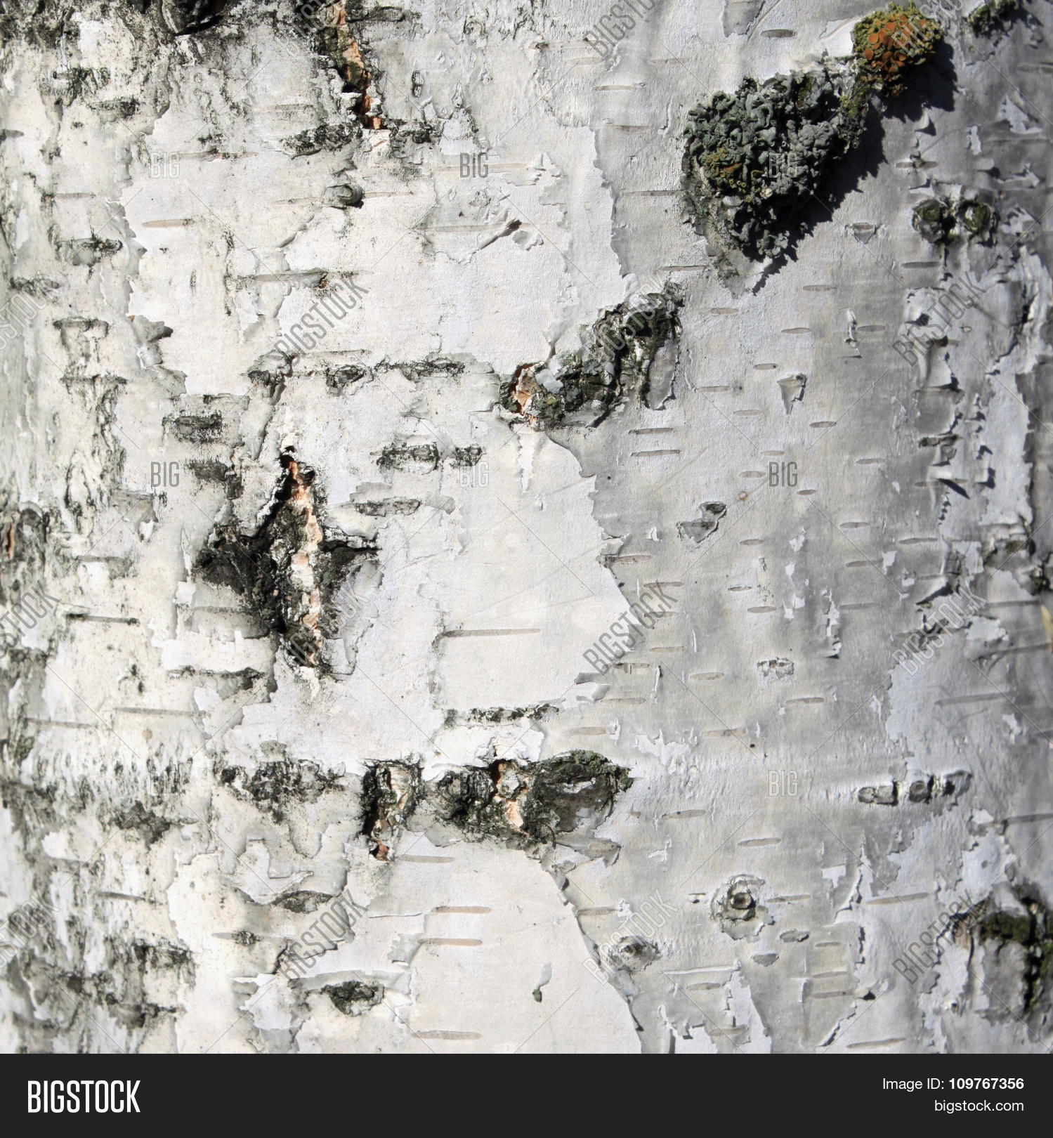White Birch Bark, Image & Photo (Free Trial) | Bigstock