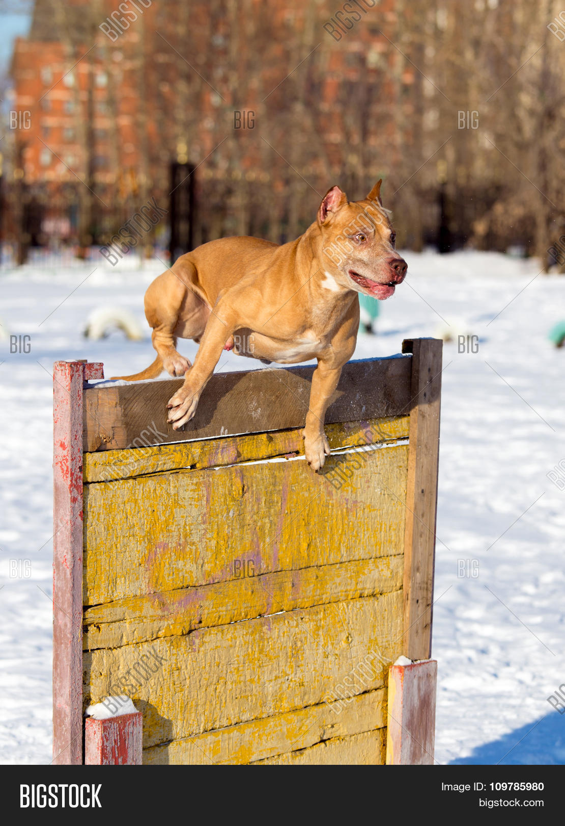 American Pit Bull Image & Photo (Free Trial) | Bigstock