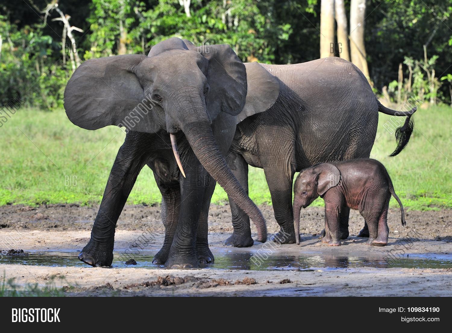 Elephant Calf Elephant Image & Photo (Free Trial) | Bigstock