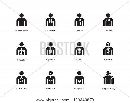 Human Body Systems Vector & Photo (Free Trial) | Bigstock