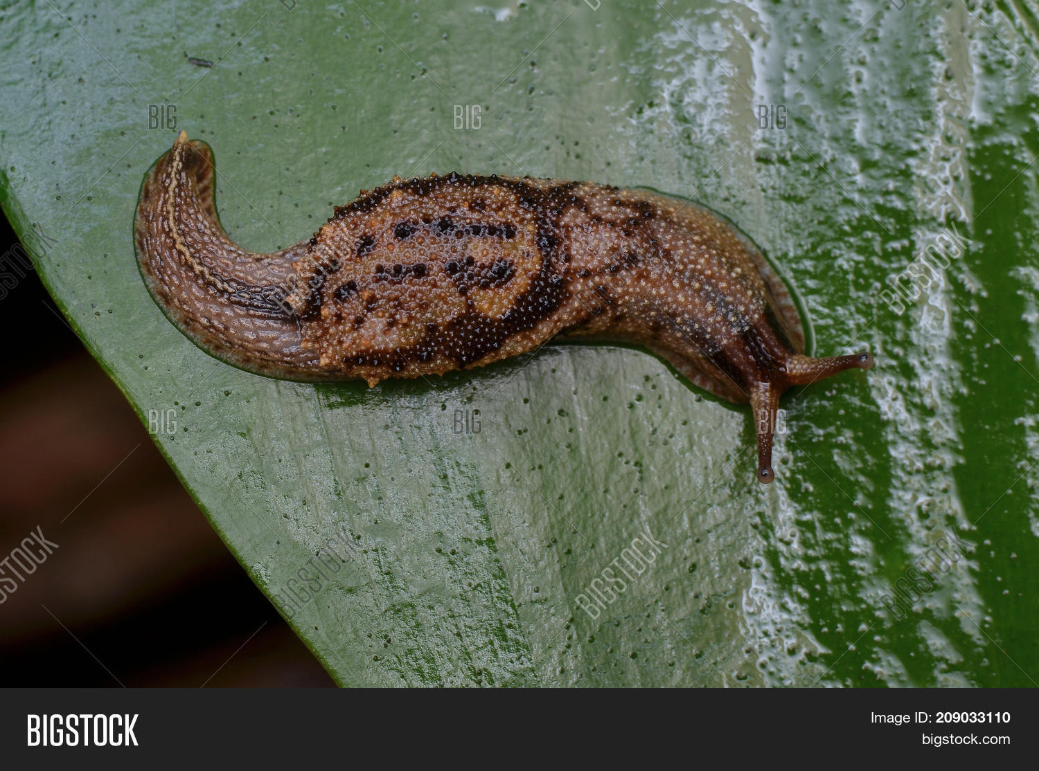 Close U P Image Brown Image & Photo (Free Trial) | Bigstock