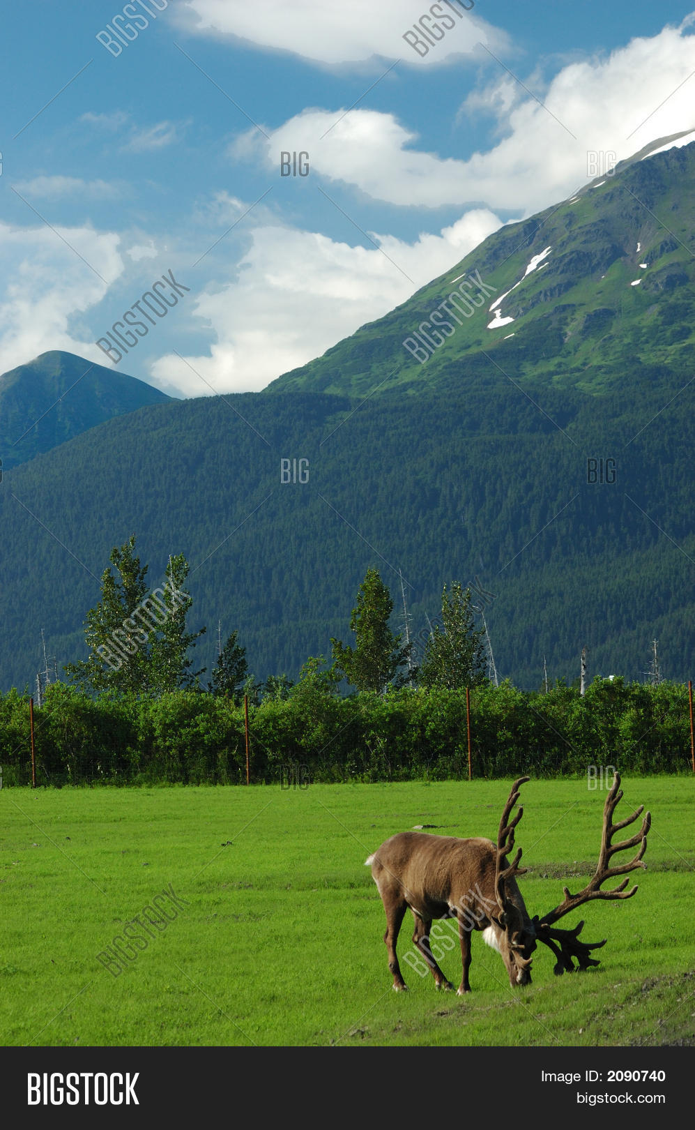 World Record Caribou Image & Photo (Free Trial) | Bigstock