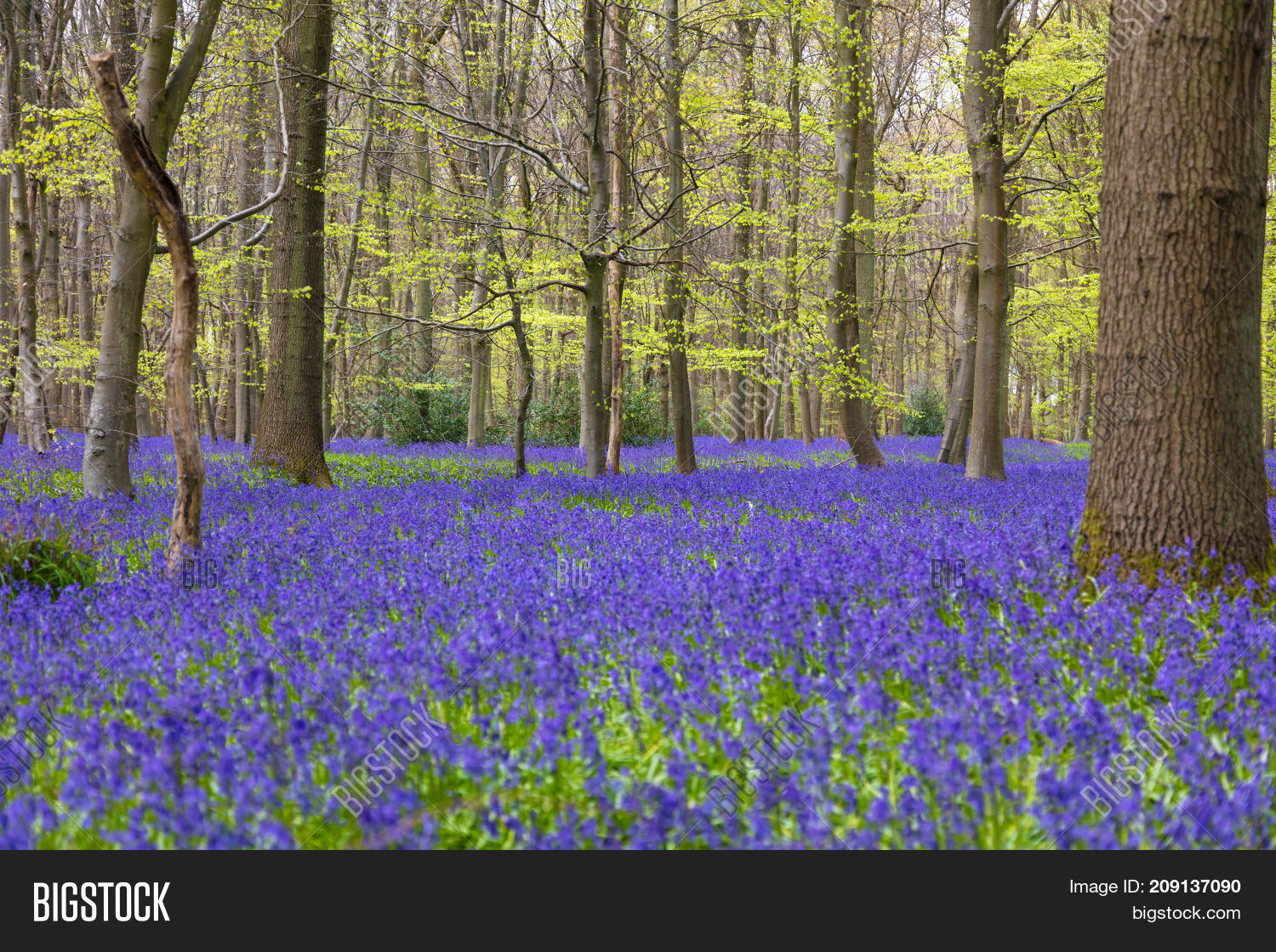 English Bluebell Woods Image & Photo (Free Trial) | Bigstock