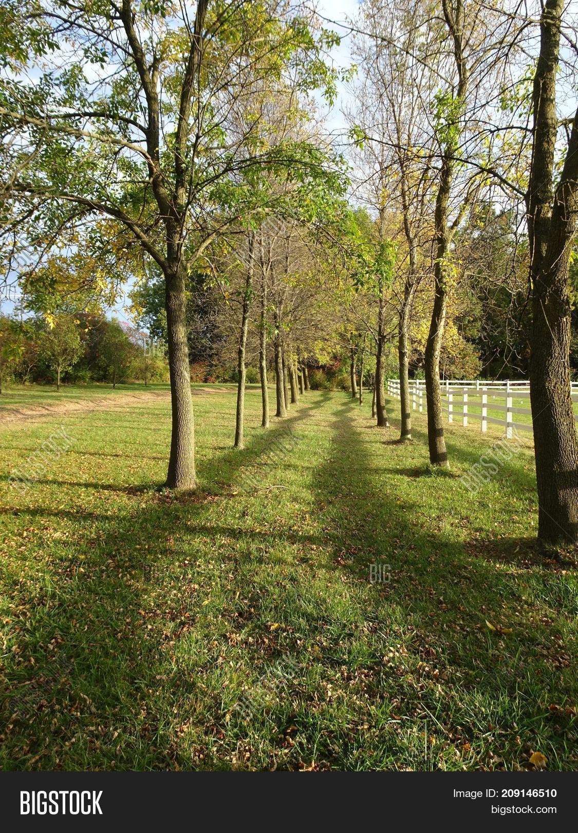 Two Rows Trees Their Image & Photo (Free Trial) | Bigstock