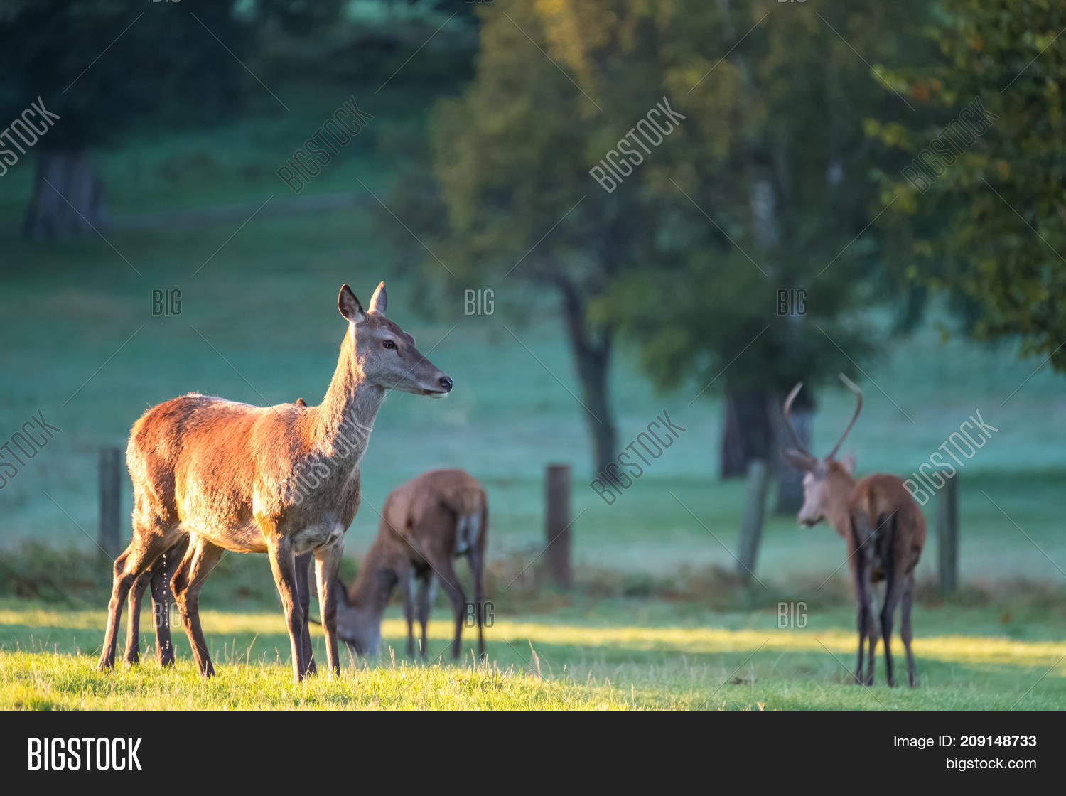 Female Red Deer Golden Image & Photo (Free Trial) | Bigstock