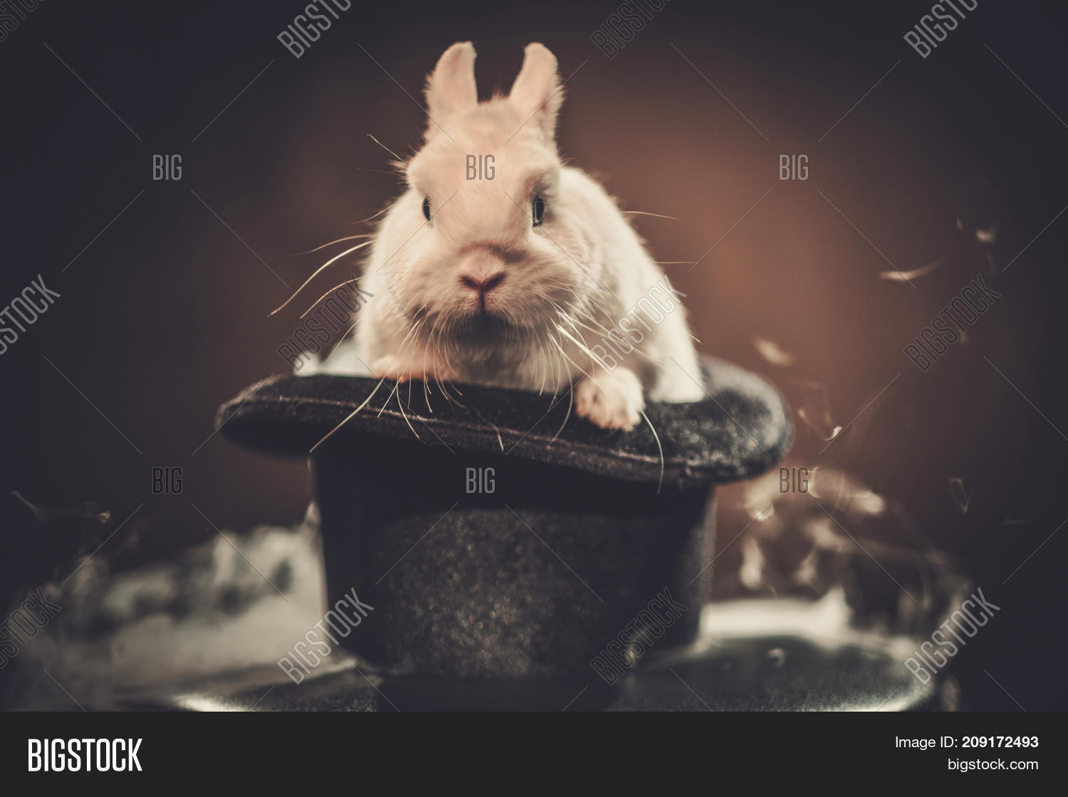 Little Rabbit Magician Image & Photo (Free Trial) | Bigstock