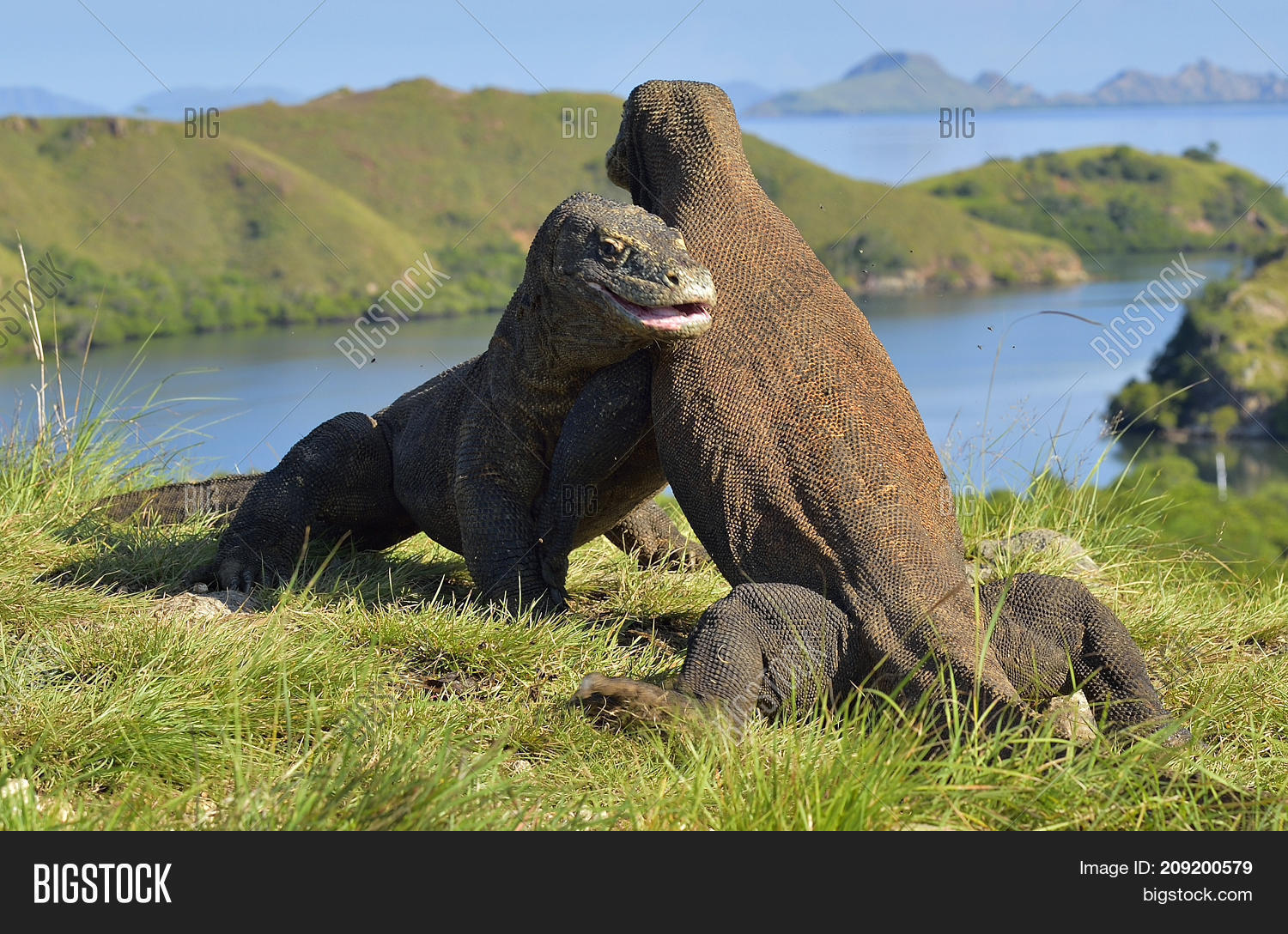 Fighting Comodo Image & Photo (Free Trial) | Bigstock