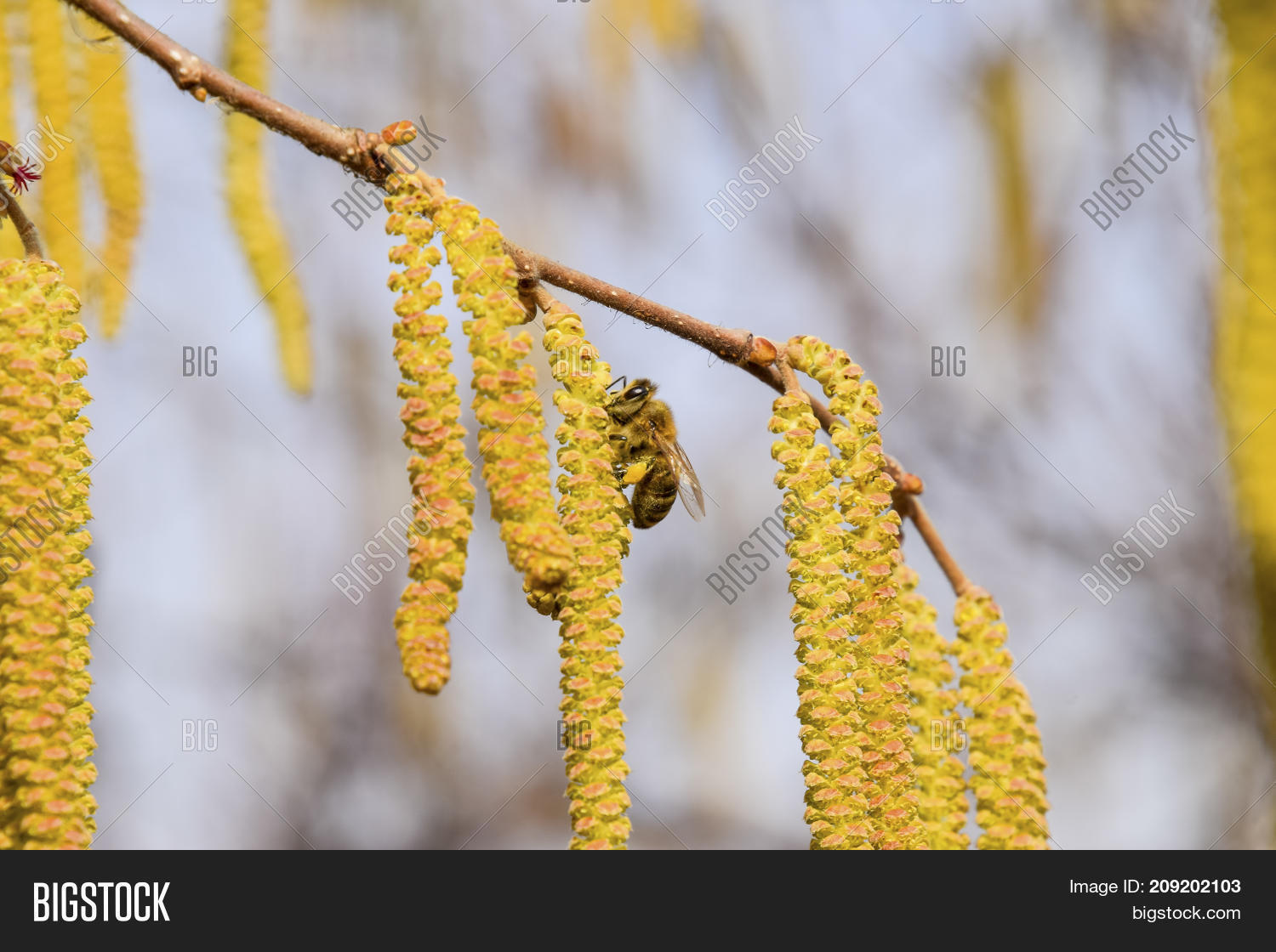 Pollination By Bees Image & Photo (Free Trial) | Bigstock