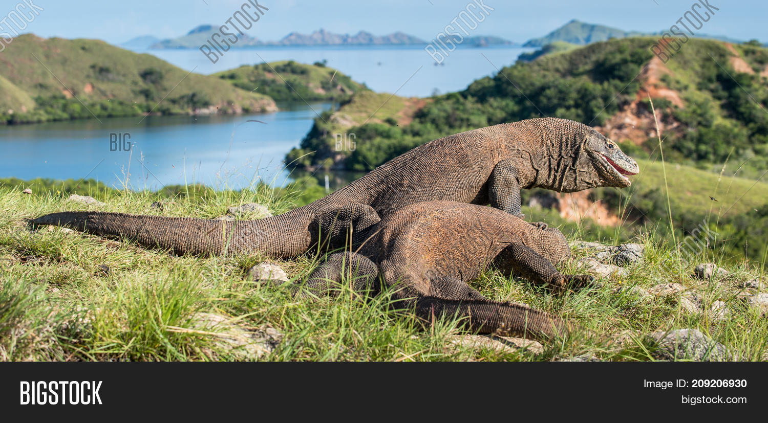 Fighting Komodo Image & Photo (Free Trial) | Bigstock