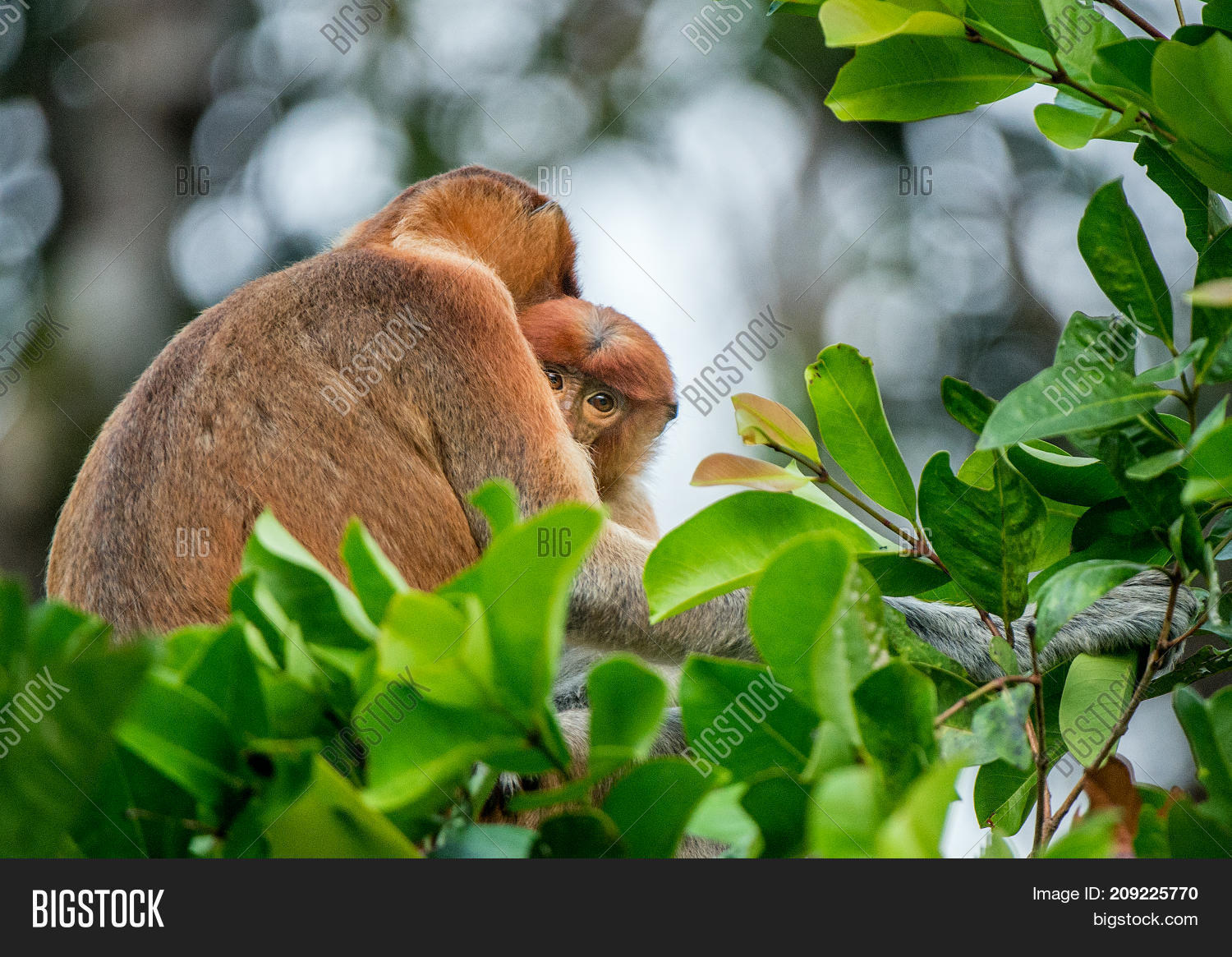Proboscis Monkey Baby Image & Photo (Free Trial) | Bigstock