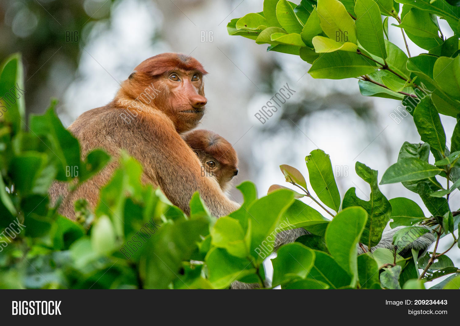Proboscis Monkey Baby Image & Photo (Free Trial) | Bigstock