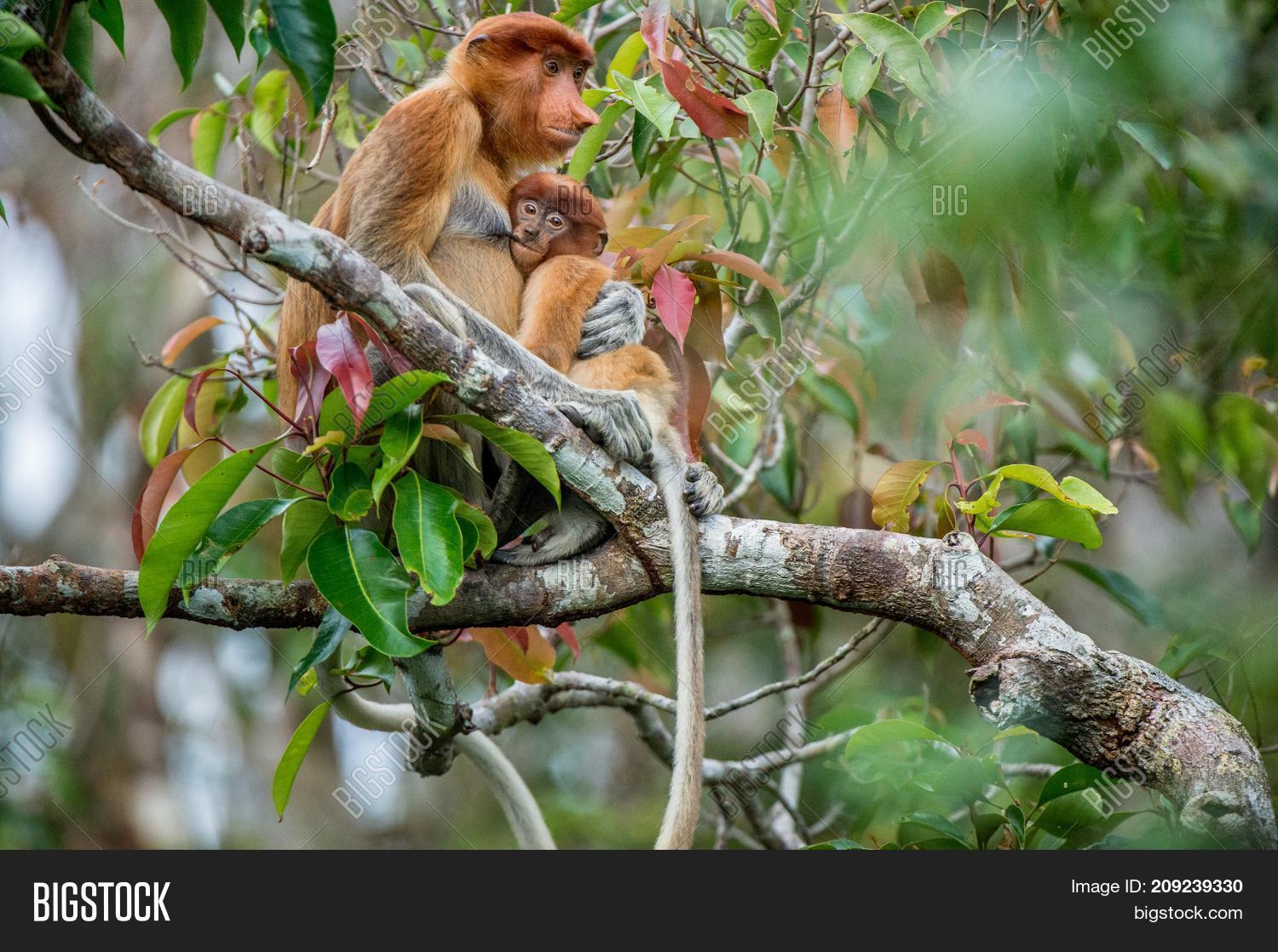 Proboscis Monkey Baby Image & Photo (Free Trial) | Bigstock