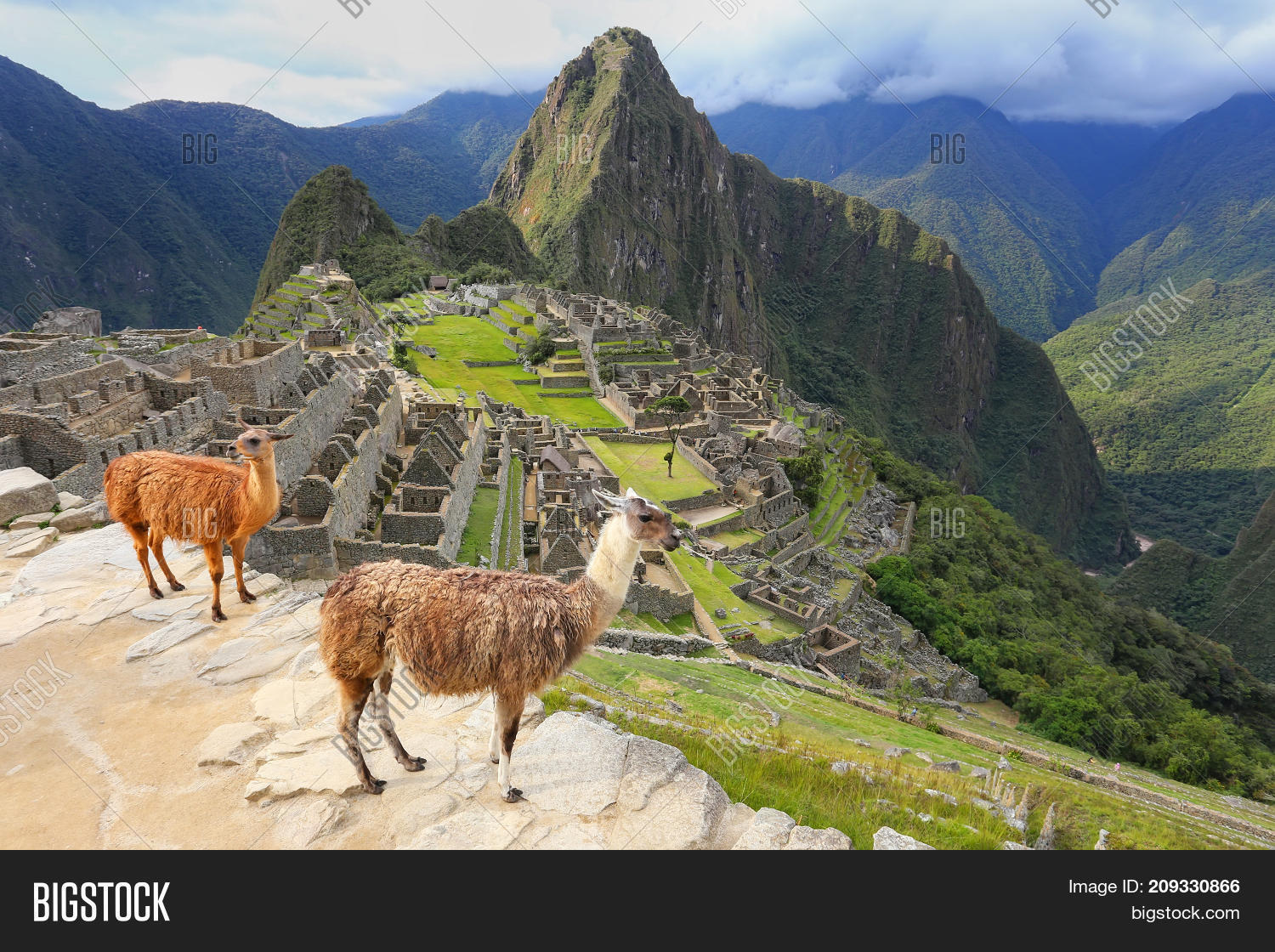 Llamas Standing Machu Image & Photo (Free Trial) | Bigstock