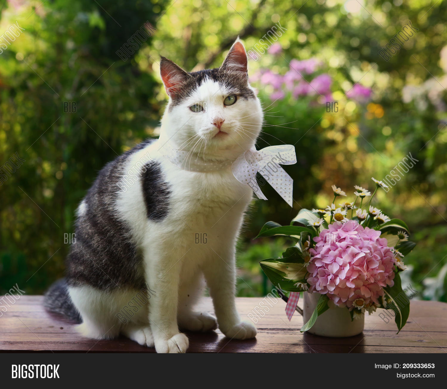 Cute Cat Bow Hydrangea Image & Photo (Free Trial) | Bigstock