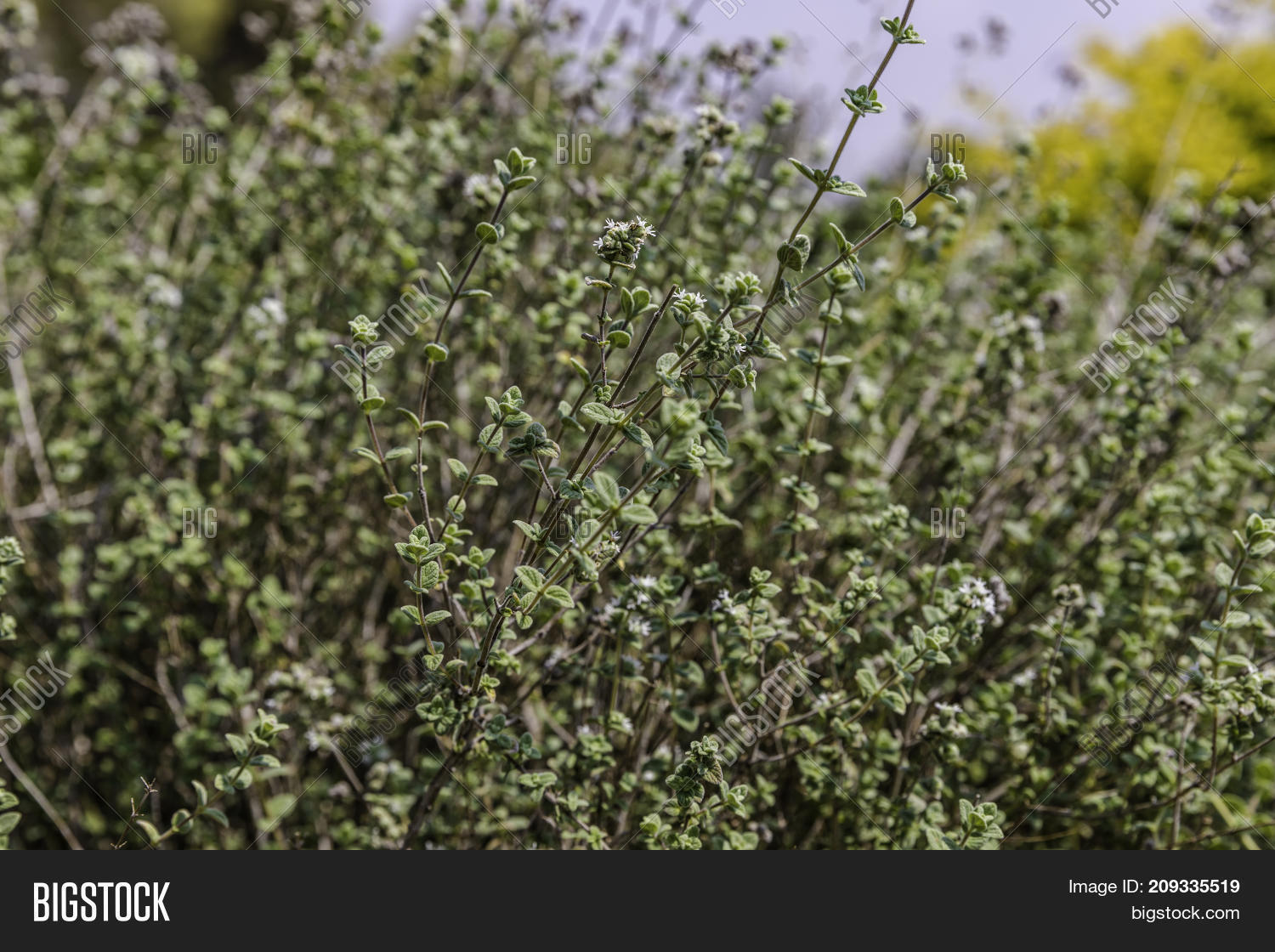 Green Zaatar Herb Image & Photo (Free Trial) | Bigstock