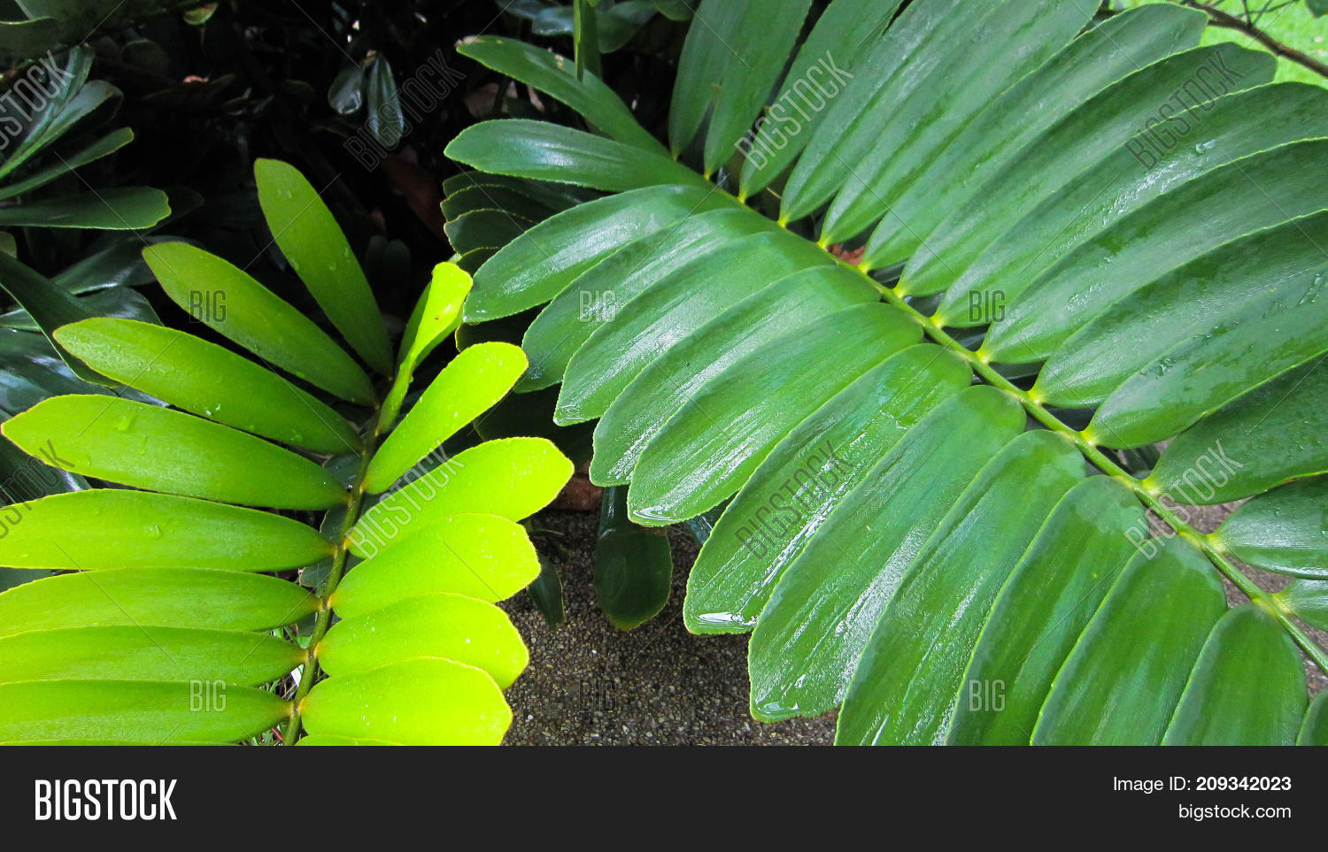 Leaf Stems Sparsely Image & Photo (Free Trial) | Bigstock