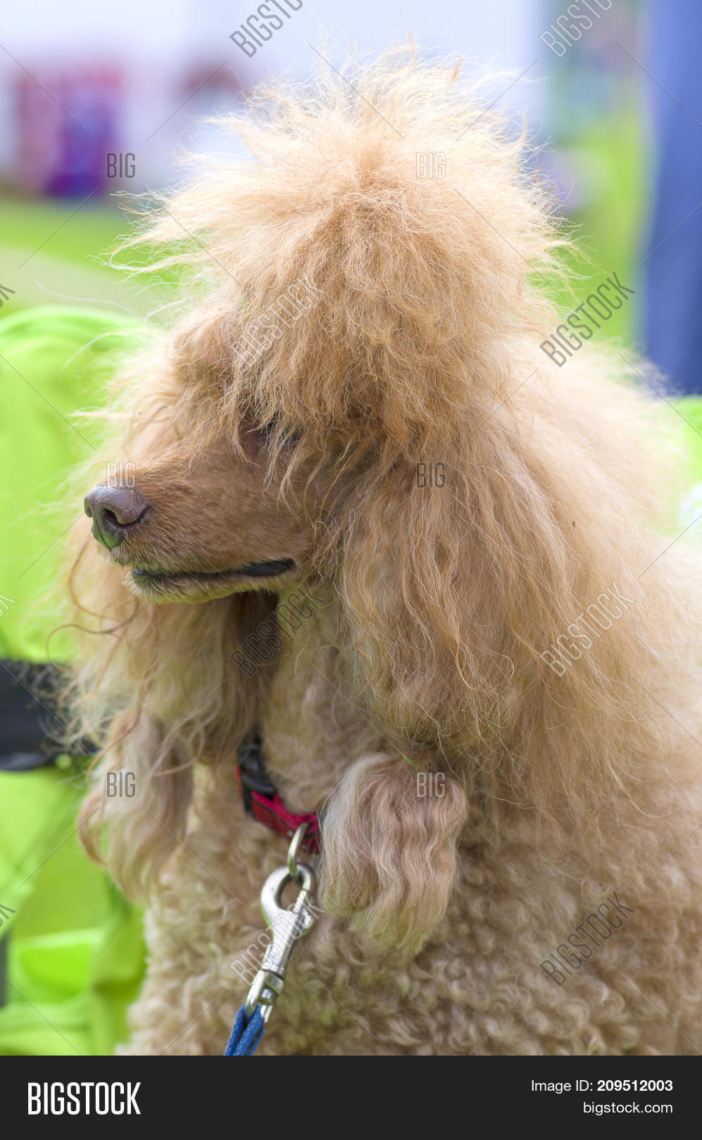 Red-haired Poodle Dog Image & Photo (Free Trial) | Bigstock