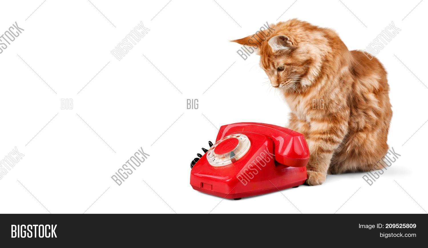 Retro Cat Phone Image & Photo (Free Trial) | Bigstock