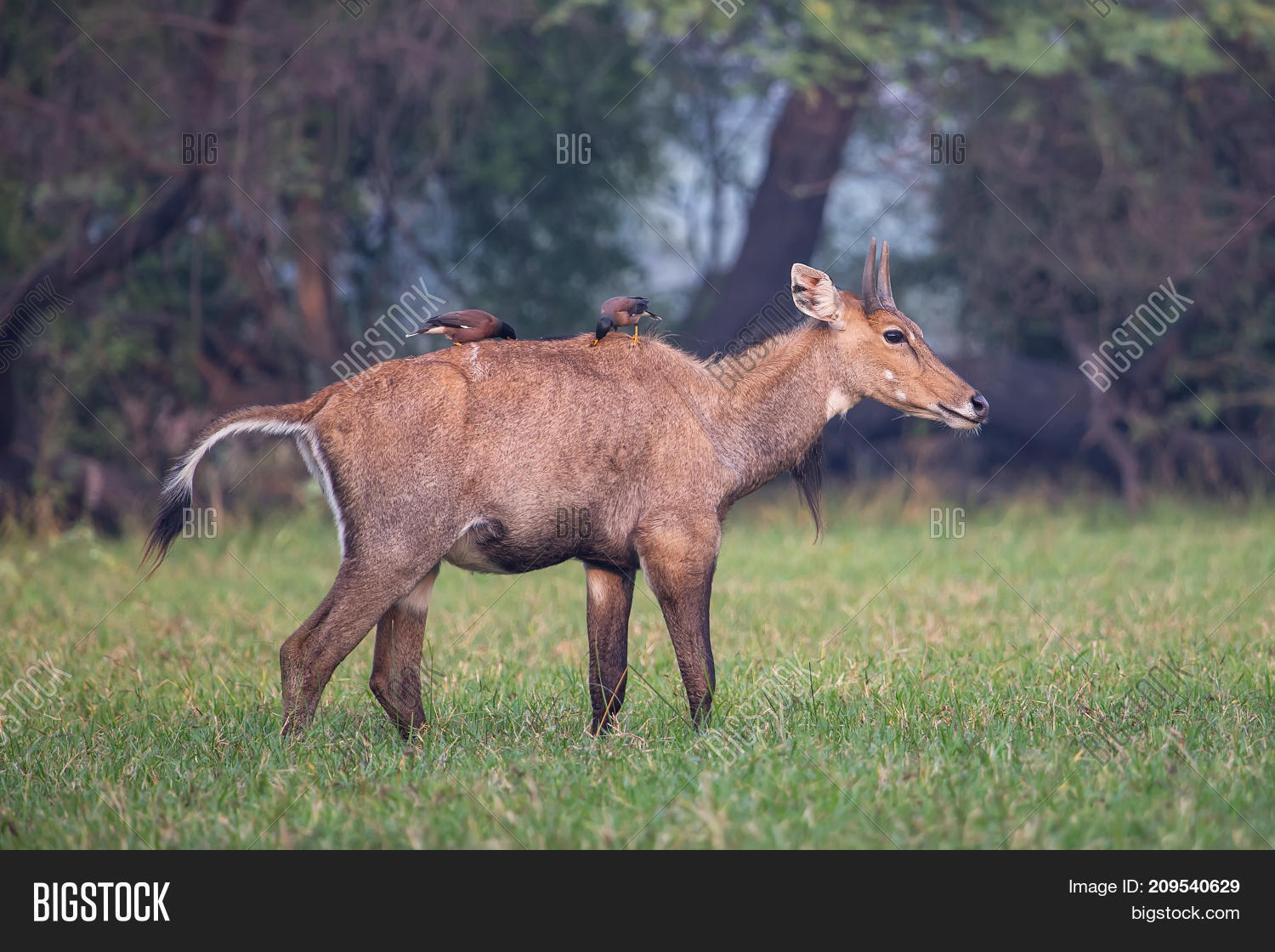 Male Nilgai ( Image & Photo (Free Trial) | Bigstock