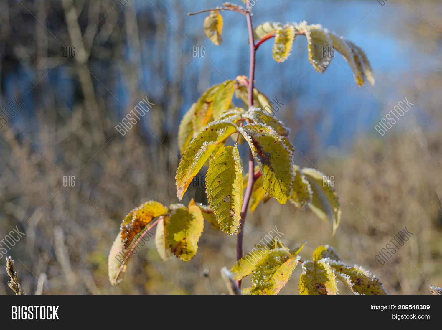 Autumn Autumn Frost Image & Photo (Free Trial) | Bigstock