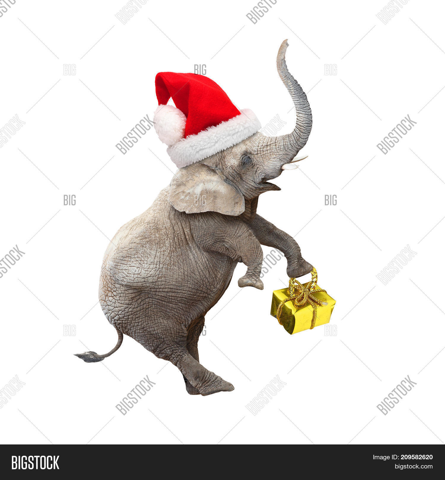 African Elephant Santa Image & Photo (Free Trial) | Bigstock