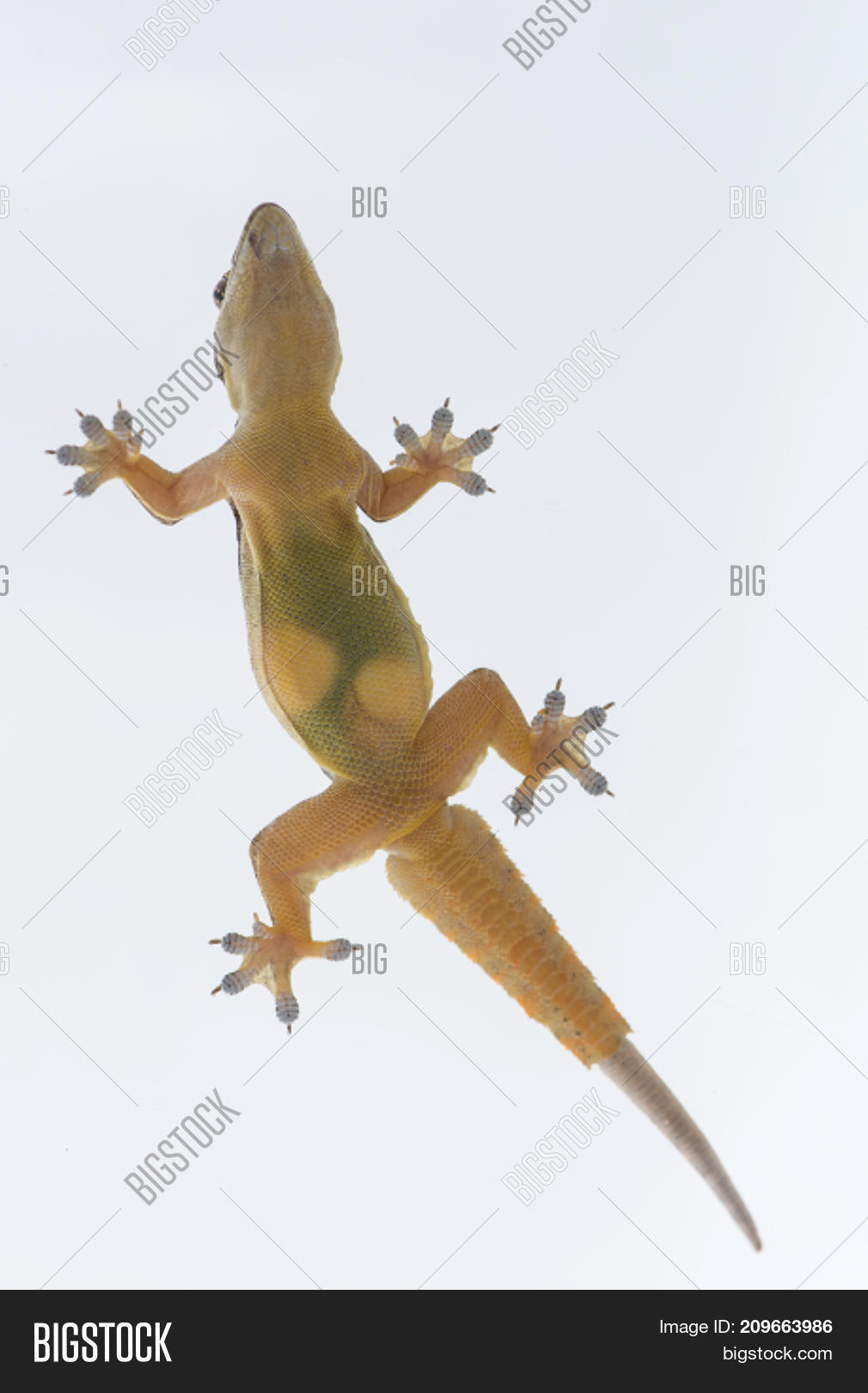 House Lizard ( Image & Photo (Free Trial) | Bigstock