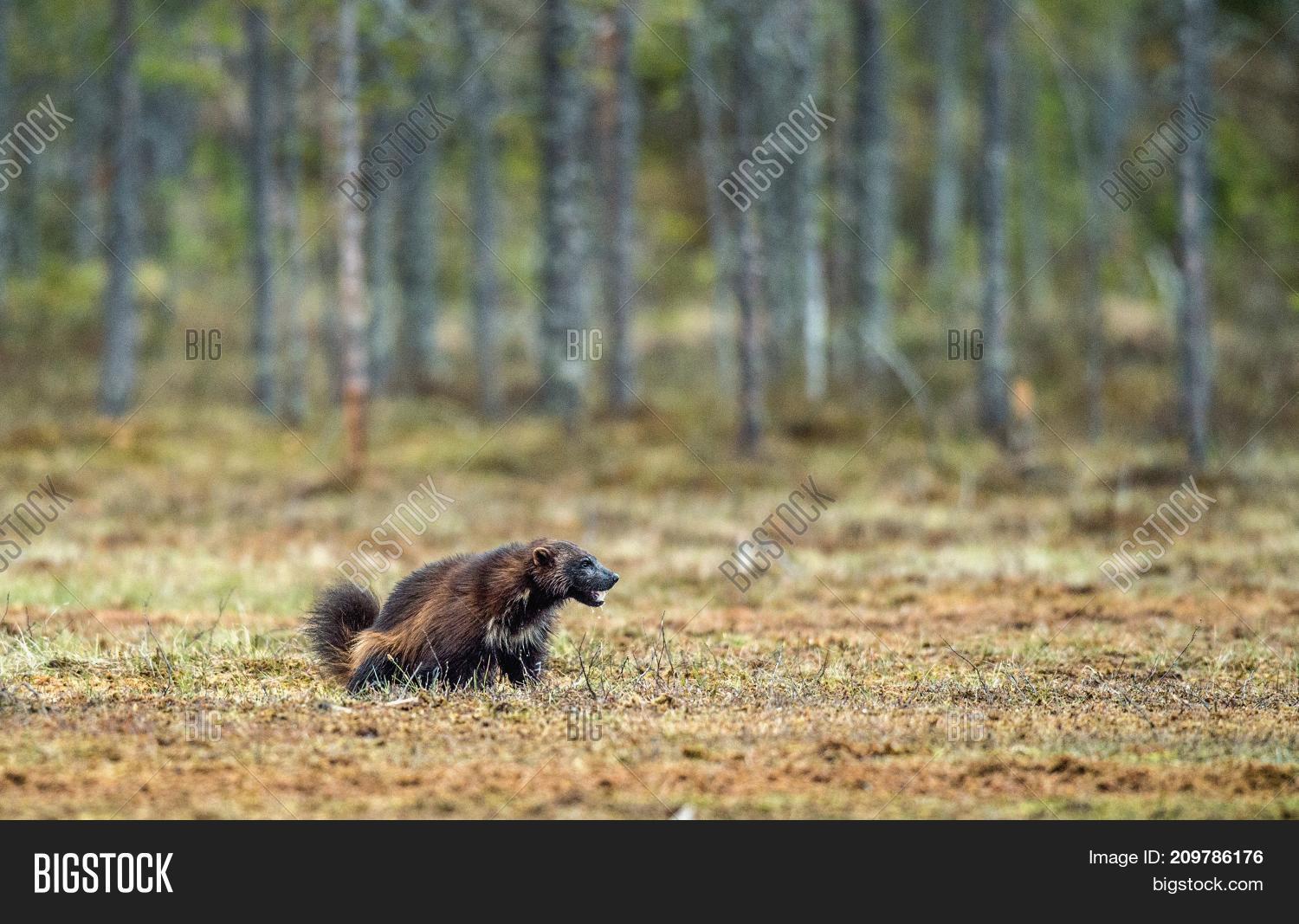 Wolverine Wild Nature Image & Photo (Free Trial) | Bigstock