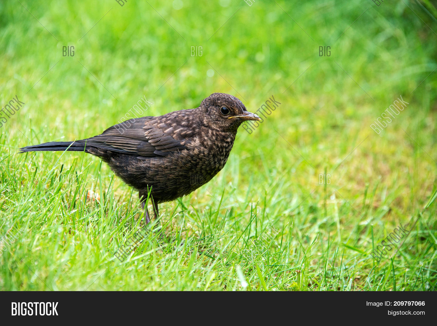 Close Baby Blackbird Image & Photo (Free Trial) | Bigstock