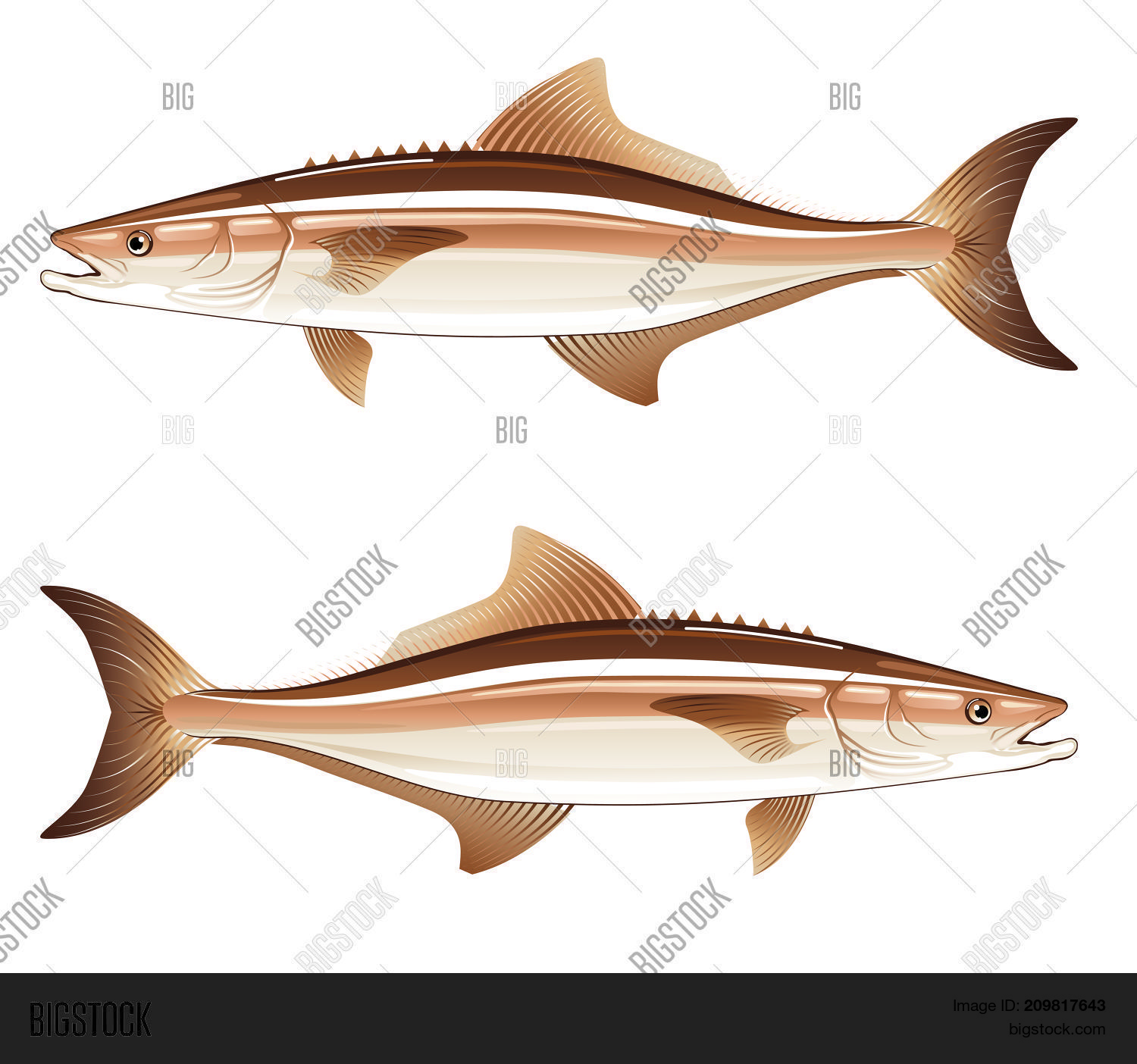 Cobia Game Fish Vector & Photo (Free Trial) | Bigstock