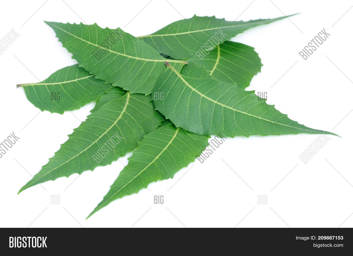 Closeup Medicinal Neem Image & Photo (Free Trial) | Bigstock