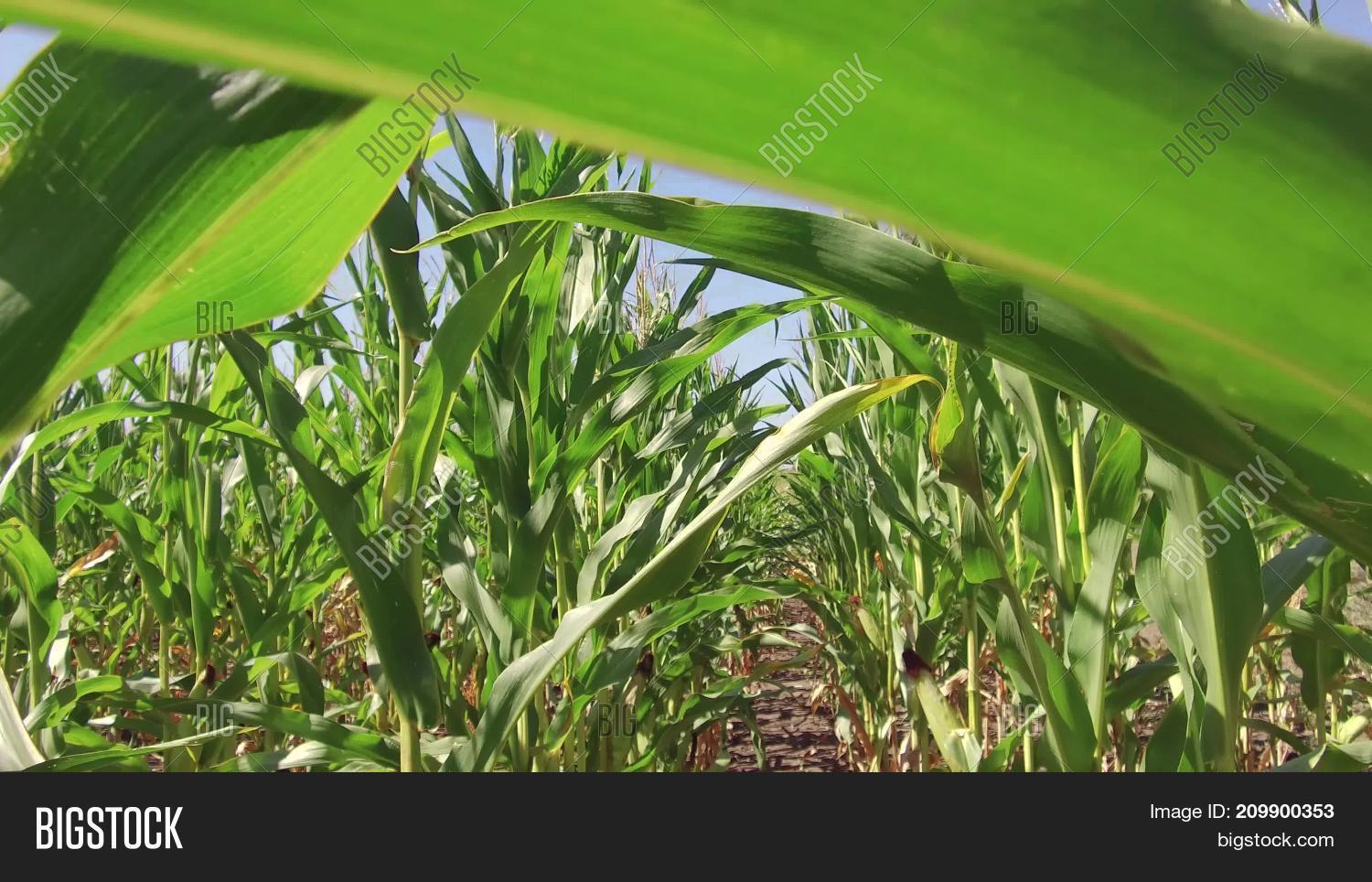Corn Field Farming Image & Photo (Free Trial) | Bigstock