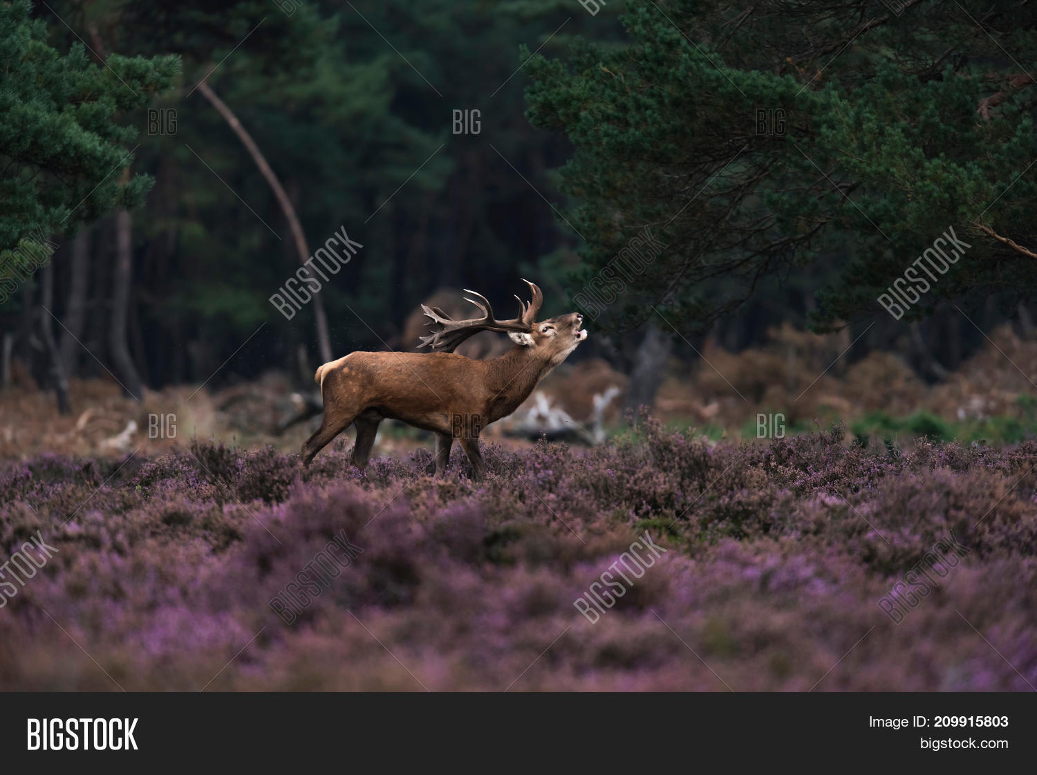 Bellowing Red Deer Image & Photo (Free Trial) | Bigstock