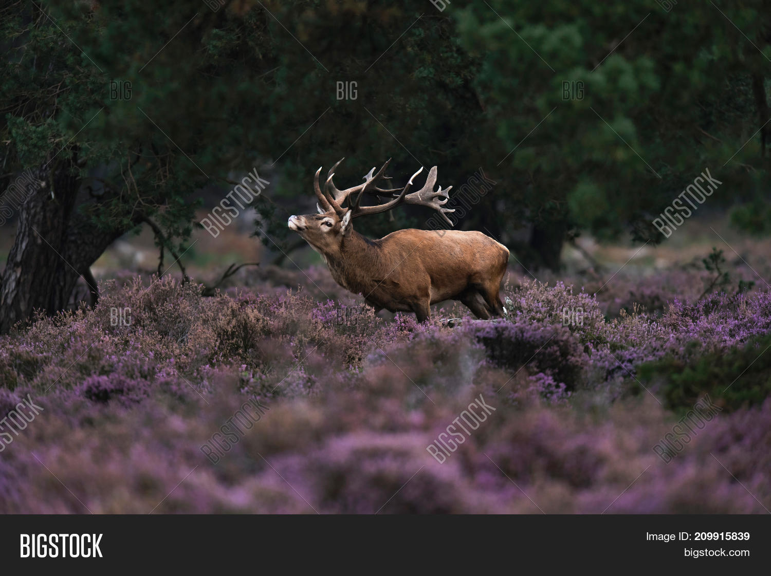 Red Deer Stag Rutting Image & Photo (Free Trial) | Bigstock