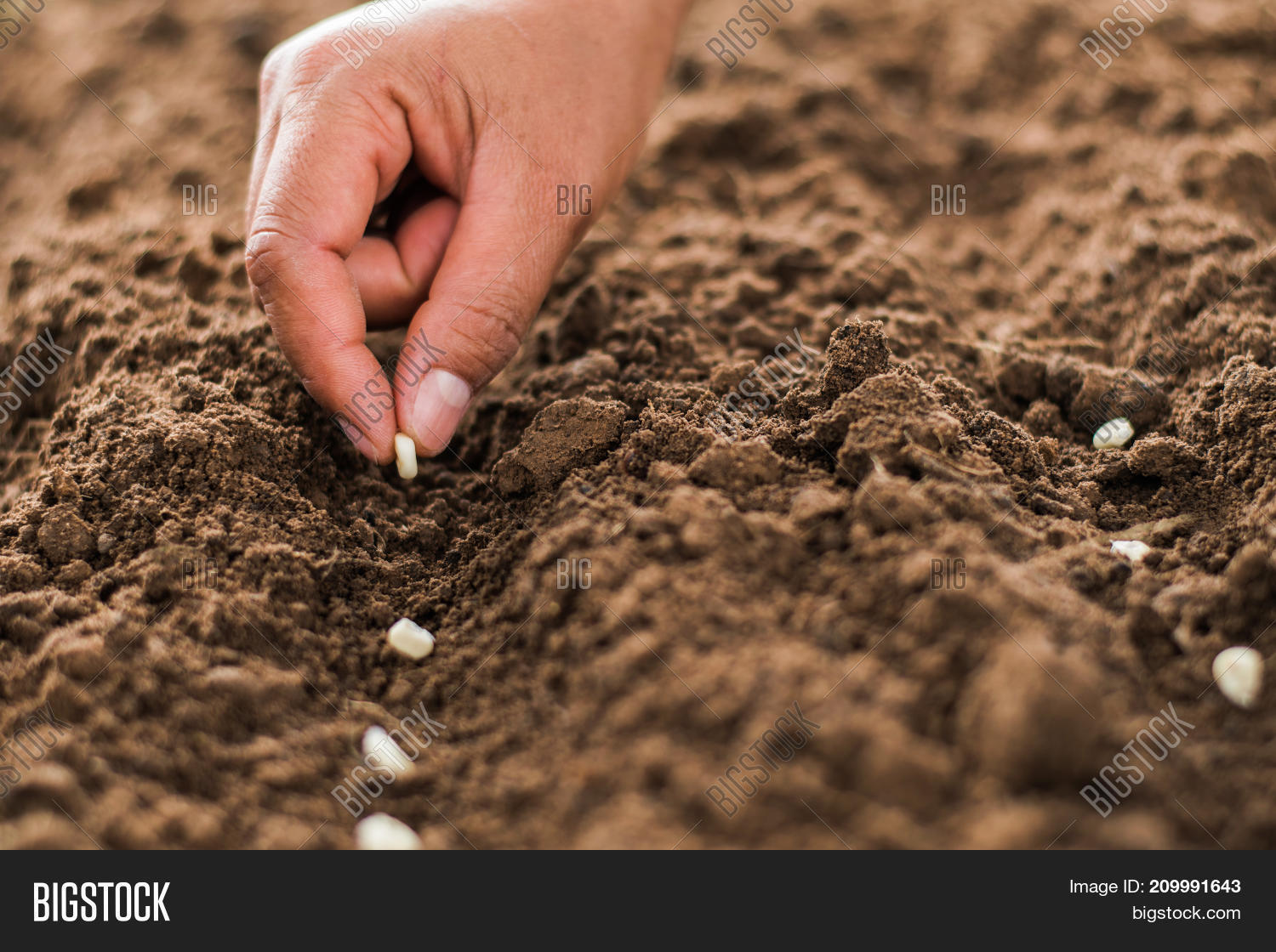 Hand Planting Corn Image & Photo (Free Trial) | Bigstock