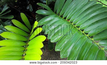 Leaf Stems Sparsely Image & Photo (Free Trial) | Bigstock