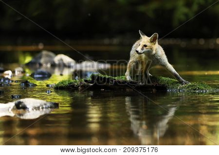 Young Vixen Red Fox Image & Photo (Free Trial) | Bigstock