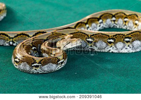 Angry Python On Floor Image & Photo (Free Trial) | Bigstock