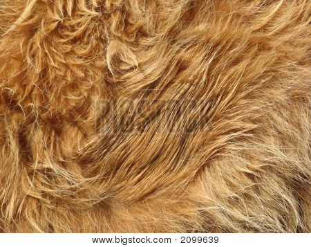 Tan Fur Texture Image & Photo (Free Trial) | Bigstock